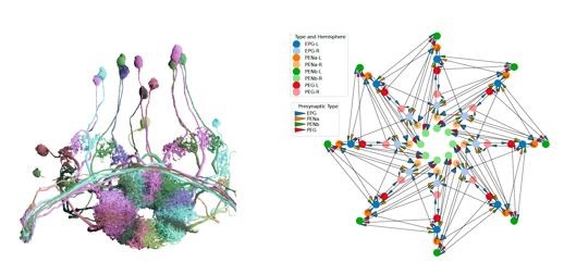 Neuroscience-Inspired Artificial Intelligence | Johns Hopkins ...